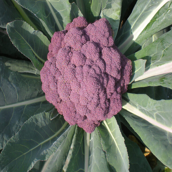 Μπρόκολο κόκκινο Early Pink F1 Ug 80-90 ημερών